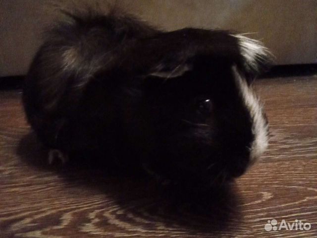 Вязка морских свинок