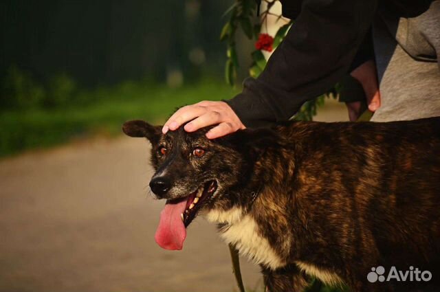 Бывшедомашний пес попал в приют