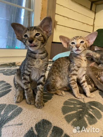 Ориентальная