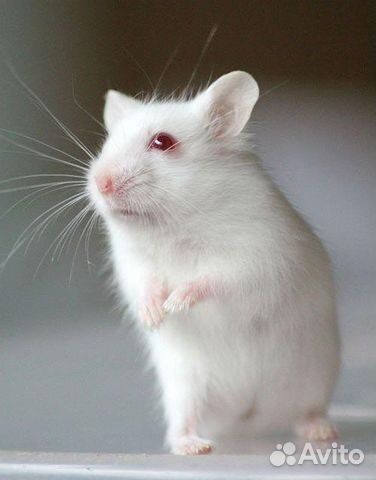 Хомяки с клеткой бесплатно