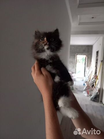 Котёнок очень пушистый девочка