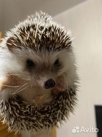 Продаю декоративного ёжика