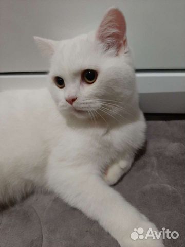5 месячный шотландский котик