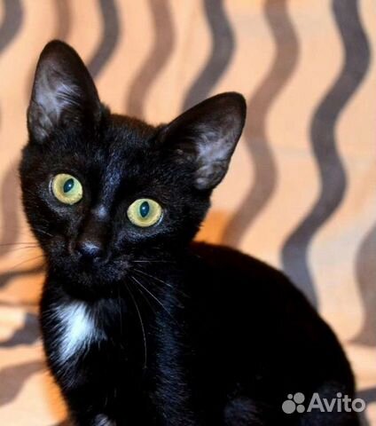 Шерри в дар