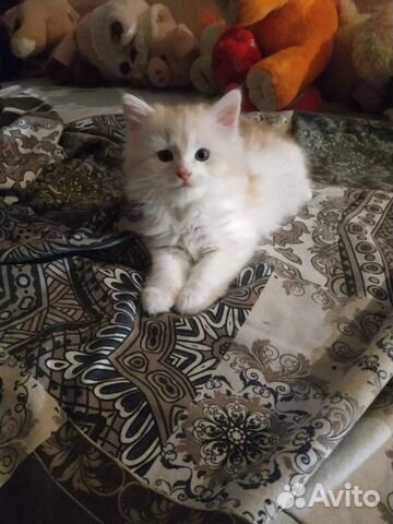 Рыжий котенок