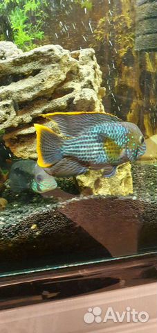 Рыбки цихлиды