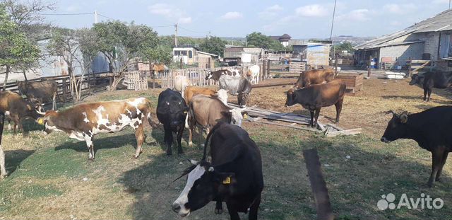 Продаются коровы