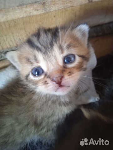Котята нуждаются попасть в добрые руки бесплатно