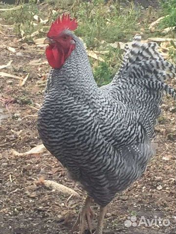 Петух плимутрок