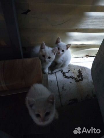 Белые комочки