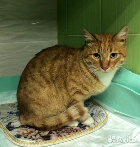 Котик рыжий молодой