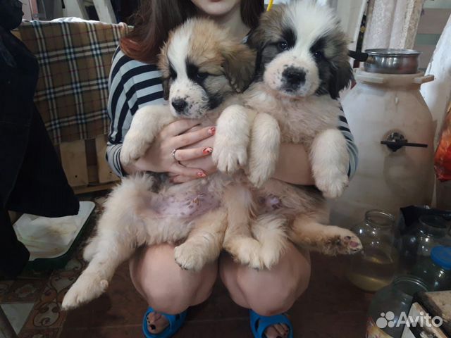 Продажа собаки