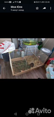 Морская свинка