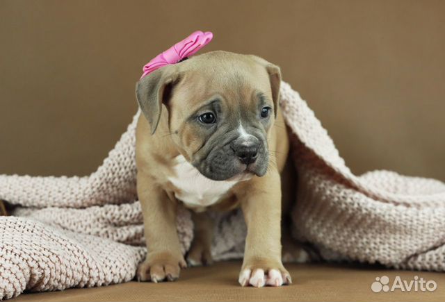 Американский булли щенок