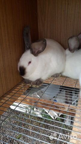 Кролики породы Калифорния