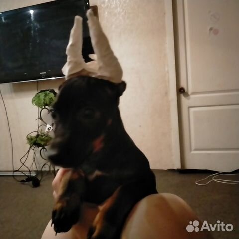 Цвергпинчар