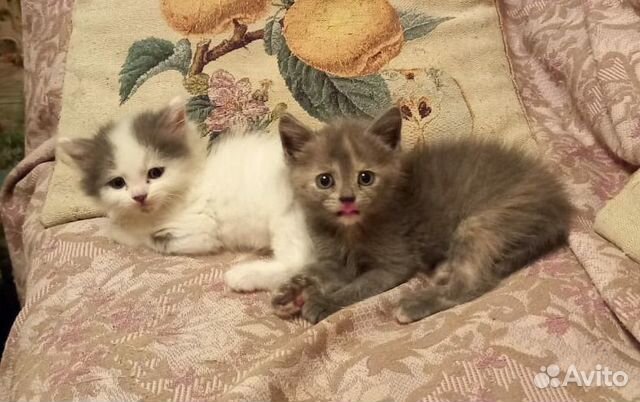 Маленькие котята