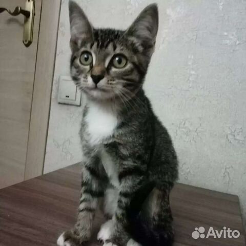 Кошки в добрые руки бесплатно