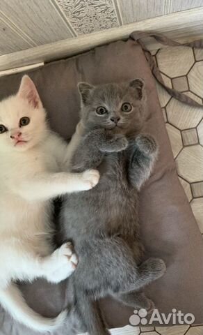 Котята отдам бесплатно