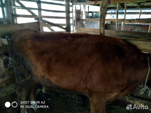 Молодые телки на мясо