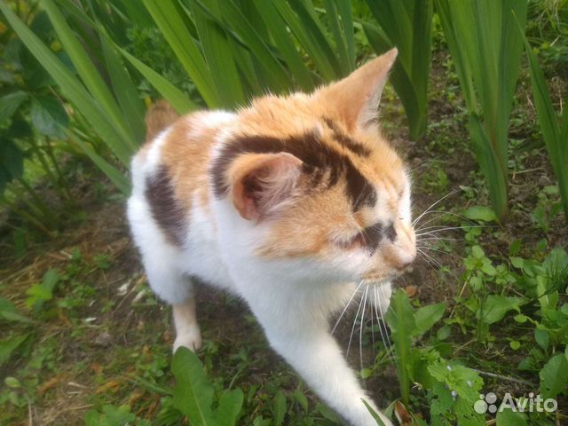 Кошечка Пчёлка