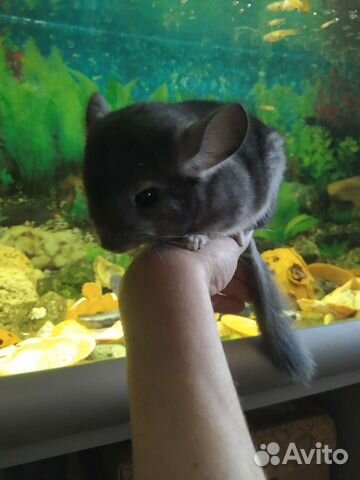 Шиншилла малыш 2 месяца