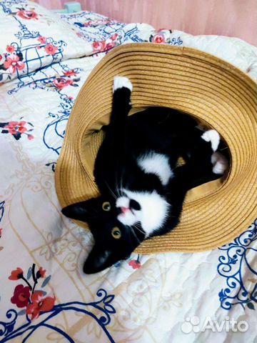 Котёнок девочка 2.5 мес