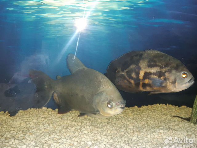 Аквариумные рыбки