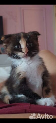 Кошка котенок 2 мес девочка приучена