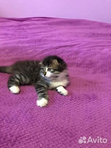 Котенок вислоухий