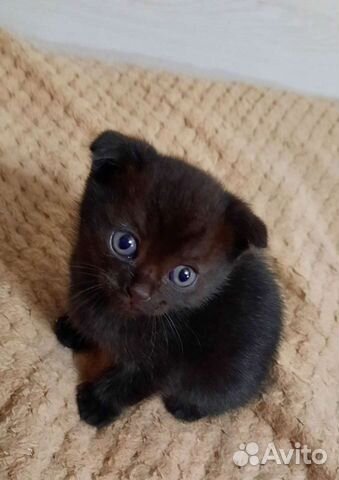 Шотландские вислоухие котята