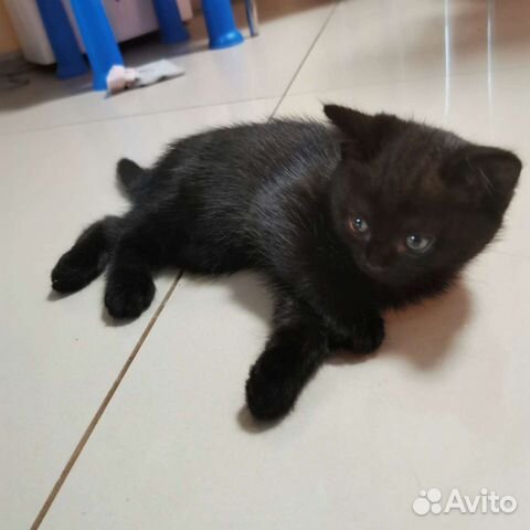 Котенок (девочка) британский помесь