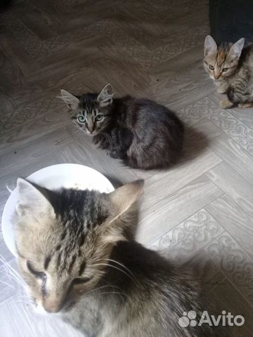 Котята в добрые руки бесплатно