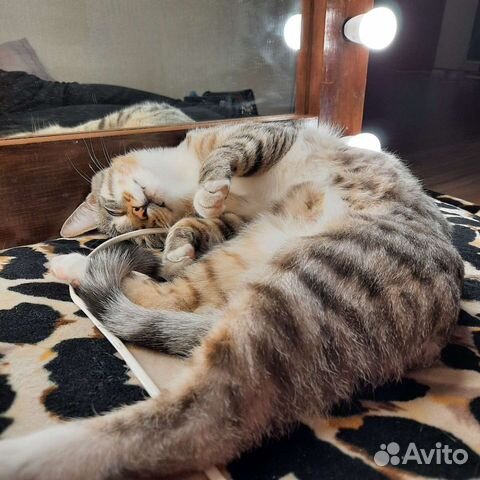Няшный котик