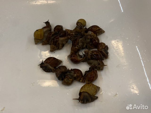 Улитки Ахатины