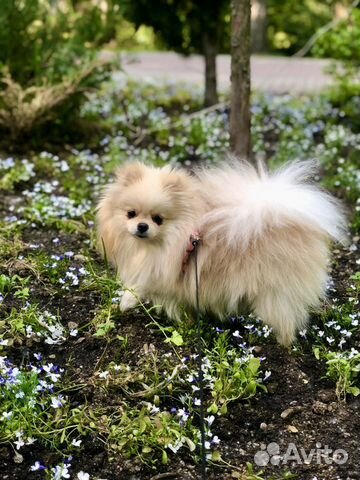 Ищем жениха