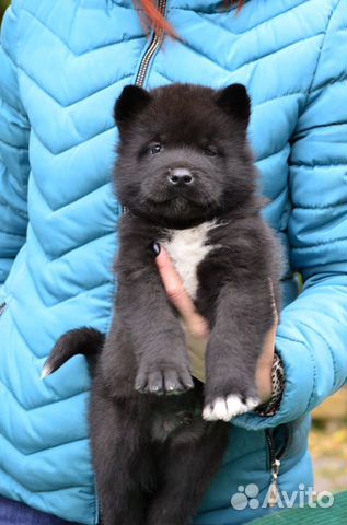 Эксклюзивный акитос