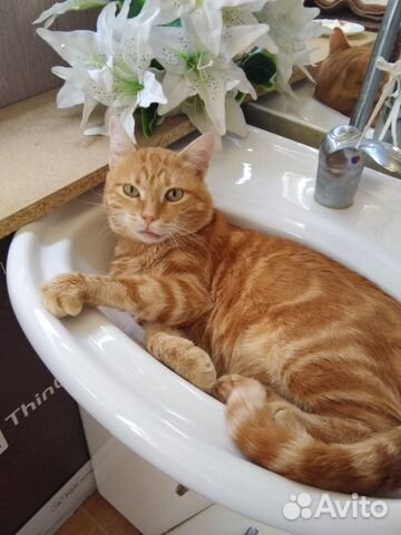 Домашний котик ждет любящих хозяев