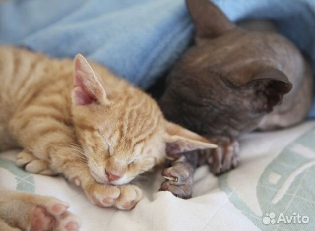 Кошечка донского сфинкса бесплатно