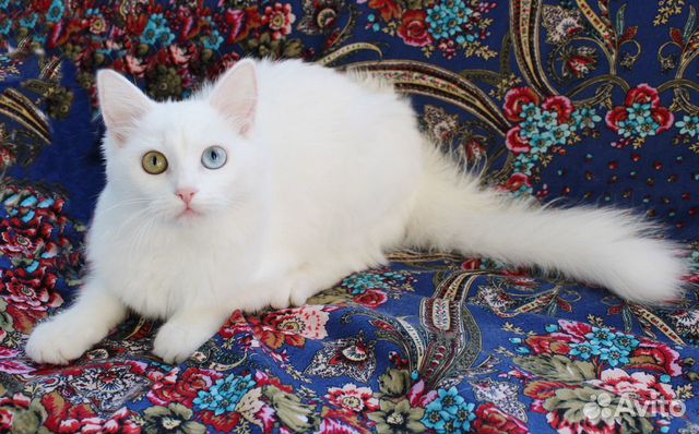 Кошечка Маиса