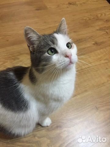 Милая косоглазенькая кошка, 2 года