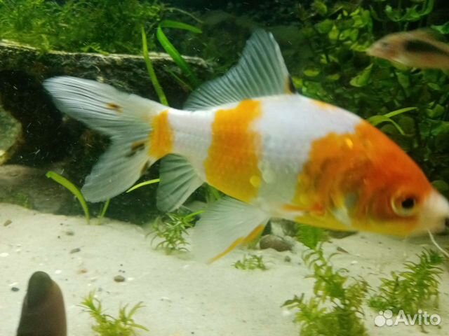 Золотая рыбка (комета)