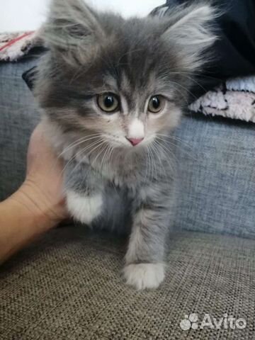 Кошечка/ котёнок