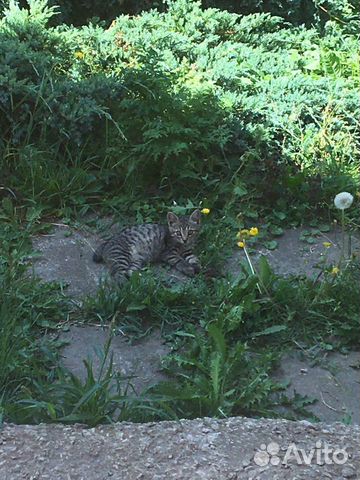 Котята Пиксибоб в добрые руки