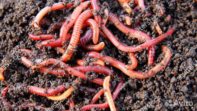 Продам червя калифорнийского