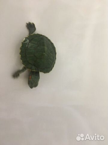 Красноухие черепашки маленькие