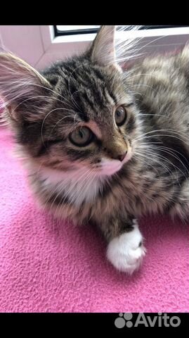 Серая,усатая и полосатая. Котенок в добрые руки