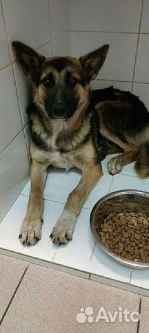 Собачка добрая