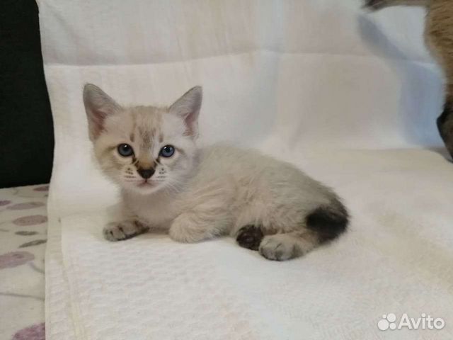 Котята породы меконгский бобтейл