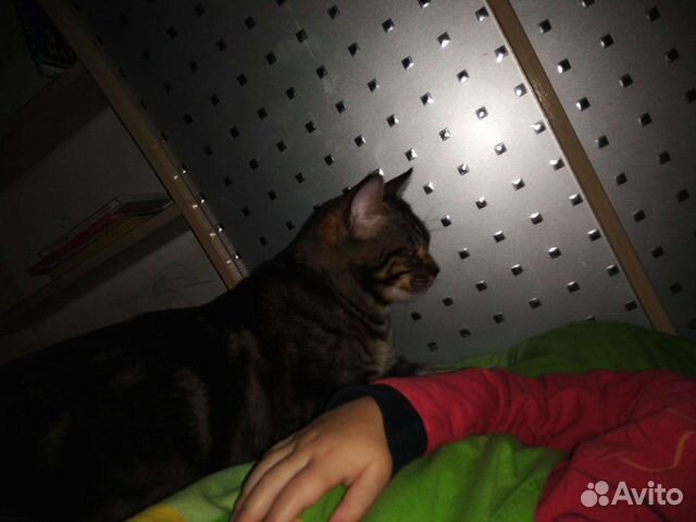 Кот метис Бенгала